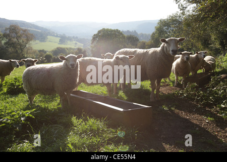 Documentary images covering small sheep keepers in the Forest of Dean ...