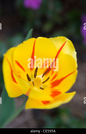Yellow and red variegated Rembrandt tulip ‘Rubens’ in flower Stock ...