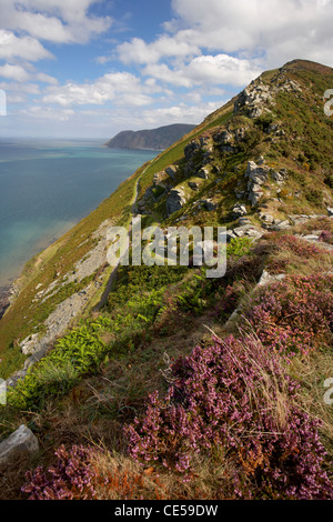 Heather growing on the clifftops at the Valley of Rocks on the Exmoor ...