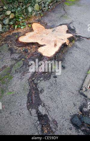 Tree roots pushing up pavement slabs Stock Photo - Alamy