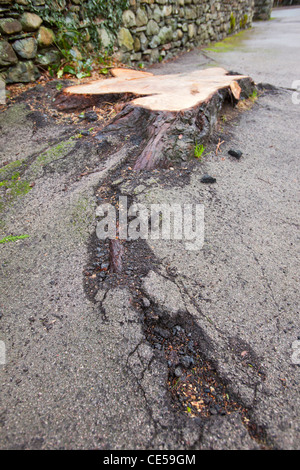 Tree roots pushing up pavement slabs Stock Photo - Alamy