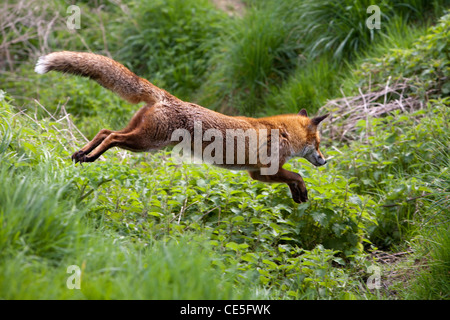 Red Fox - jumping over a ditch / Vulpes Vulpes Stock Photo - Alamy