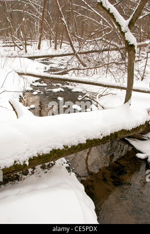 mountain stream in winter with fallen leaves and moss with water at ...