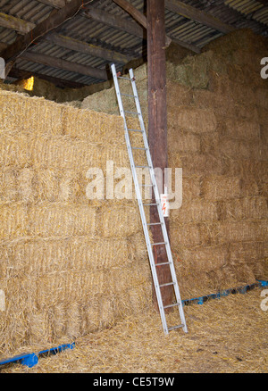The hay storage shed full of bales hay on farm, agricultural, Israel ...