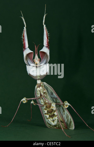 Devil's Praying Mantis (Idolomantis diabolica) in defensive posture ...