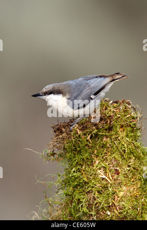 Pygmy Nuthatch (Sitta pygmaea), Cabin Lake Viewing Blind, Deschutes ...