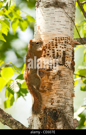 Red Squirrel in Minnesota Stock Photo - Alamy
