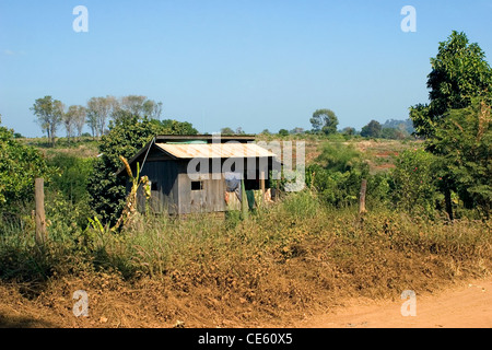Typical Cambodian farm house on stilts stands in a lush green rice ...