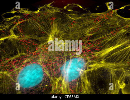 Fibroblast cells, fluorescence microscopy, nuclei, mitochondria, and ...