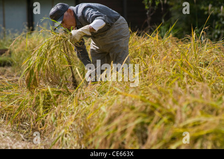 Japanese rice farmer harvesting his rice field with a combine harvester ...