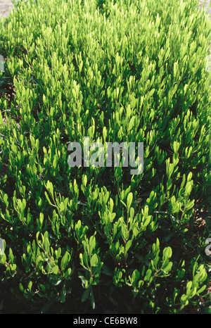 Green grass background Stock Photo - Alamy