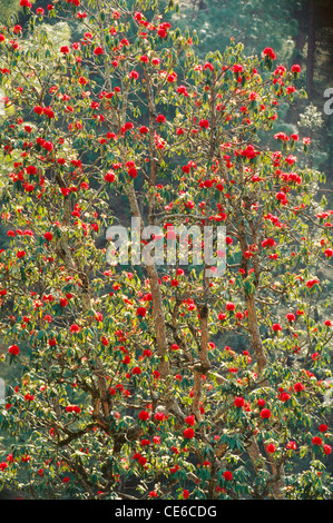 Rhododendron flowers, ranikhet, uttaranchal, india Stock Photo - Alamy