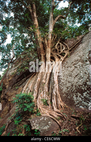 Buttress roots shola forest tree species, Kerala, South India, India ...