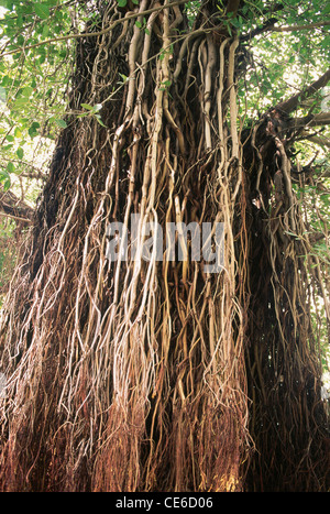 Descending shoots of indian fig tree, pune, maharashtra, india Stock ...