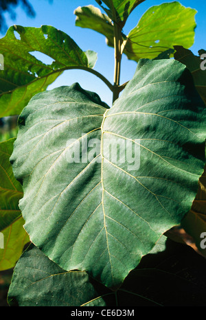 Tea sapling leaf, gujarat, india Stock Photo - Alamy