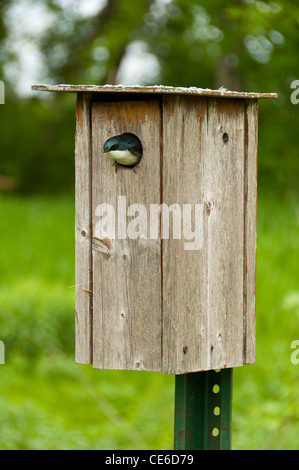 A Blue Bird inside a Bird house sticking its head out Stock Photo - Alamy