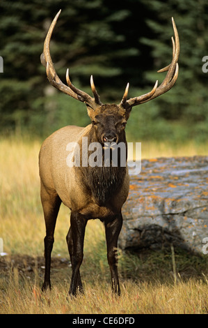 The stare down Stock Photo - Alamy