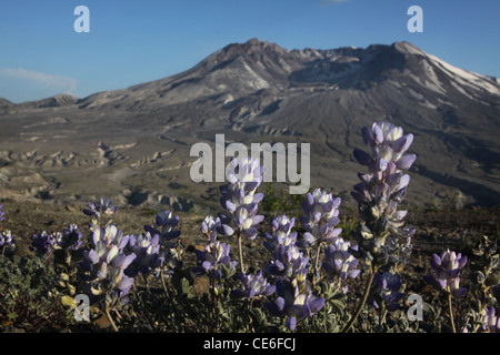 Prairie Lupine flowers regrowth pumice plain Mount St Helens Volcano ...