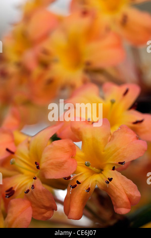 Rhododendron Sunny orange flowers Lepidote bushy half hardy perennial ...