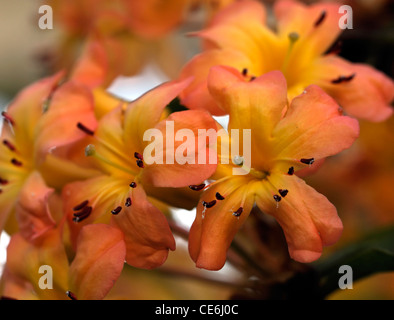 Rhododendron Sunny orange flowers Lepidote bushy half hardy perennial ...