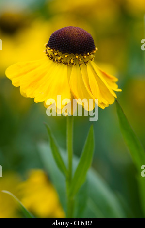 Yellow sneezeweed Helenium El dorado Stock Photo - Alamy