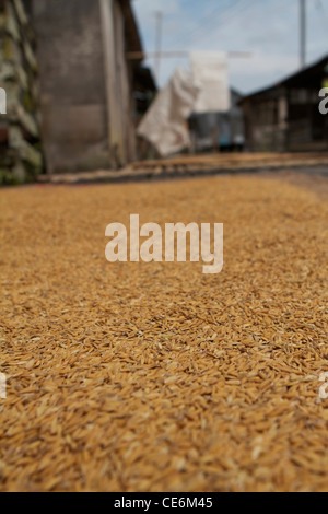 Drying rice on longhouse floor in sarawak Stock Photo - Alamy