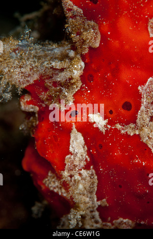 A side view of the face of a giant frogfish taken at Cannibal Rock ...