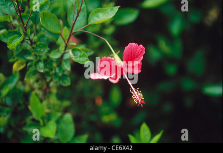 Hibiscus on tree, Panvel farm, bombay mumbai, maharashtra, india Stock ...