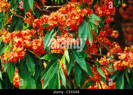 Ashoka or Saraca asoca green leaves with isolated on white background ...