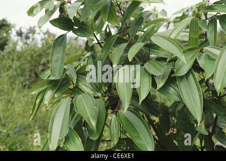 Ceylon cinnamon tree, true cinnamon tree, Cinnamomum verum Stock Photo ...
