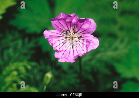 Geranium flowers valley of flower uttarakhand india Stock Photo - Alamy