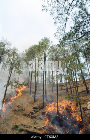 Forest Fire binsar almora uttarakhand india Stock Photo - Alamy