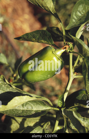 Fresh green capsicum sweet pepper isolated Stock Photo - Alamy