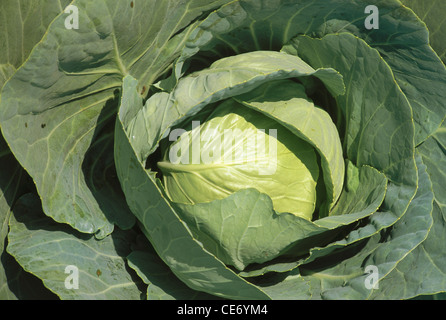 Fresh green cabbage growing in vegetable garden with sunlight and ...