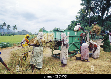 Indian women agricultural workers at farm at Sawai Madhopur near ...