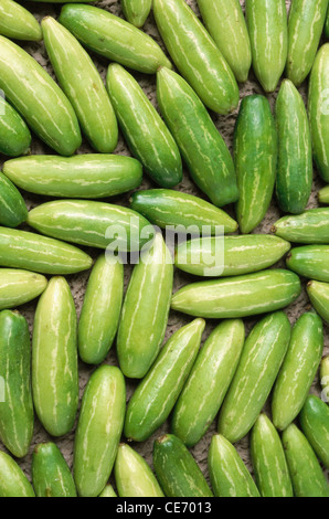 Fresh green cucumbers Stock Photo - Alamy
