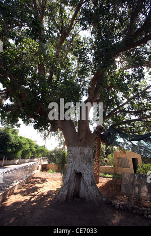 Zaccheus Sycamore Tree in Jericho, Israel Stock Photo - Alamy