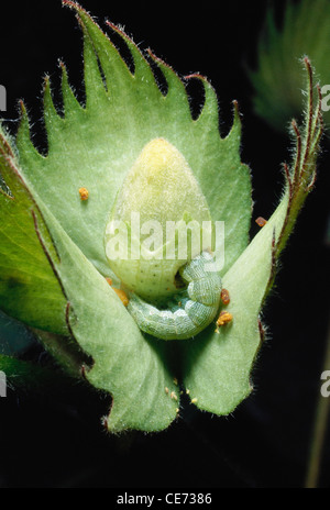 American boll worm on cotton flower (Heliothis Armigera) Tamil Nadu ...