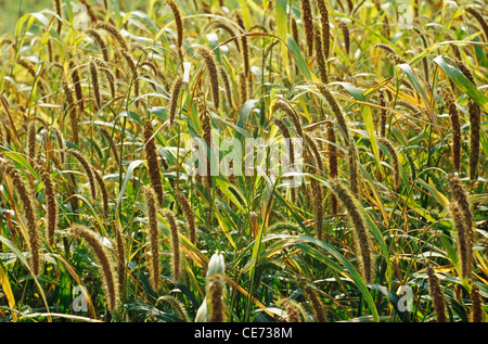 Indian millet, foxtail millet, fox tail millet, Setaria italica ...