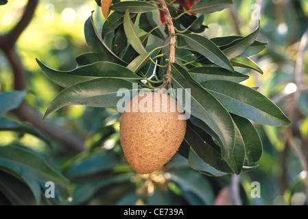 Fruit ; chikoo hanging on tree ; Bordi ; Palghar ; Maharashtra ; India ...