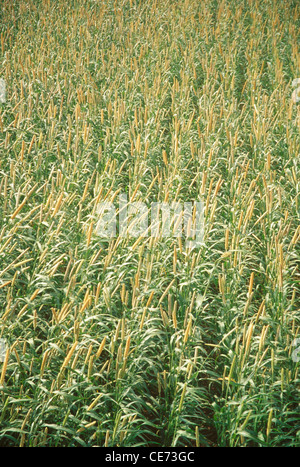 Pearl millet ; cattail millet ; bulrush ; Bajra plant crop field ...