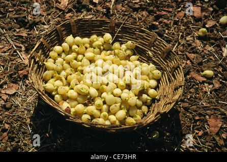 Food fruit vegetable, mahua, maohuka, india Stock Photo - Alamy