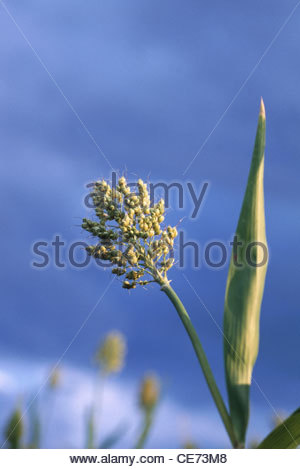Sorghum plant ; Jowar crop ; Jawar farm ; Jawhar field ; family Stock ...