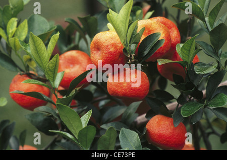Orange fruits growing on a tree close-up Stock Photo - Alamy