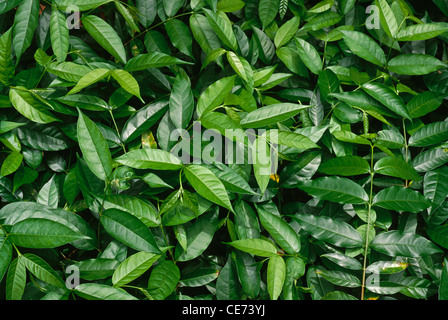 Medicinal plant, Kurchi kude (Holarrhena pubescens), conessi or ...