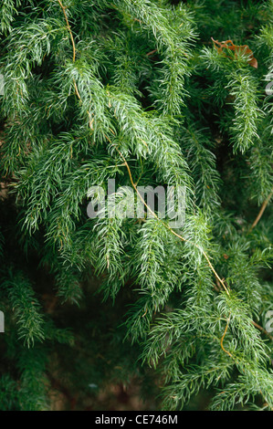Asparagus racemosus or medicinal Shatavari of Indian subcontinent Stock ...