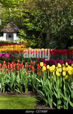 Yellow tulips in garden greenery, flowers fresh close-up with blurred ...