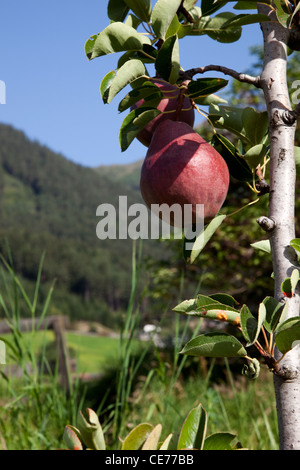 Apple tree in Austrian countryside Stock Photo - Alamy