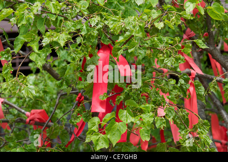 Red ribbons on a wishing tree at a Chinese temple in Hainan, China ...