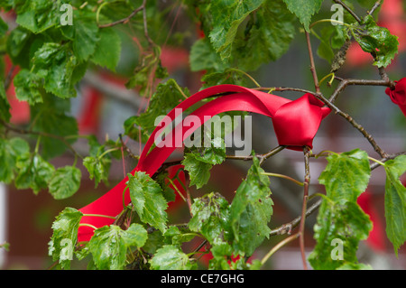 Red ribbons on a wishing tree at a Chinese temple in Hainan, China ...